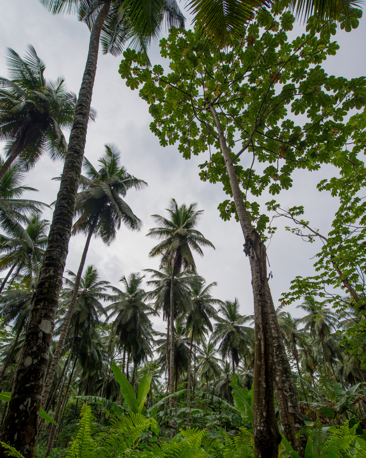 Florida Frequency Farm - EESystem – FL Frequency Farm Store